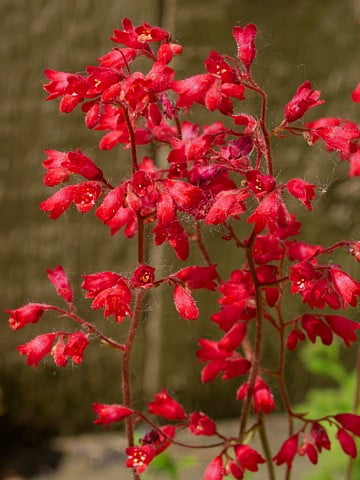 Heuchera Sanguinea Ruby Bells
