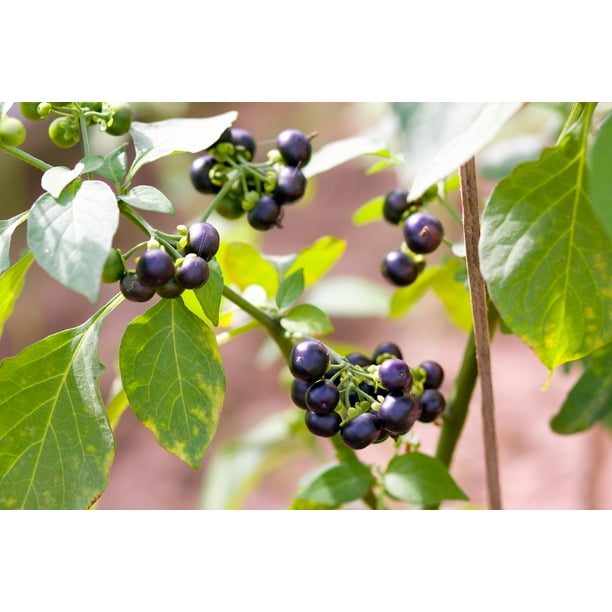 100 WONDERBERRY aka Sunberry Solanum Burbankii Retroflexum Fruit Berry ...