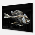 Designart 'Fish Skeleton Bone on Black ' Animal Metal Wall Art ...