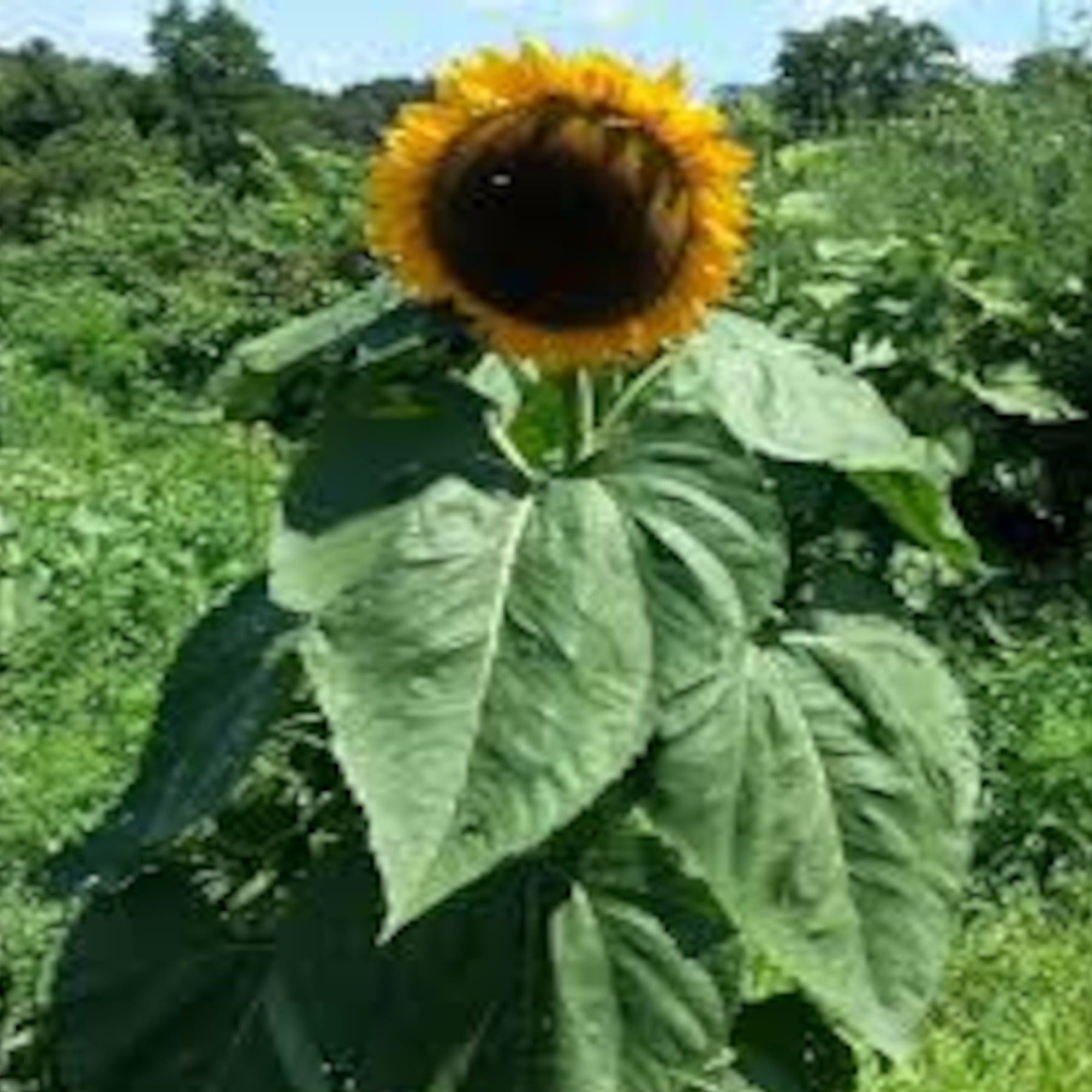 Buy Papaw's Garden Supply Black Russian Sunflower Seeds, 30 Seed Count ...