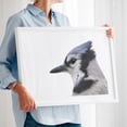 Handsome Jay - Photography Bird Wildlife Nature Animal Portrait ...