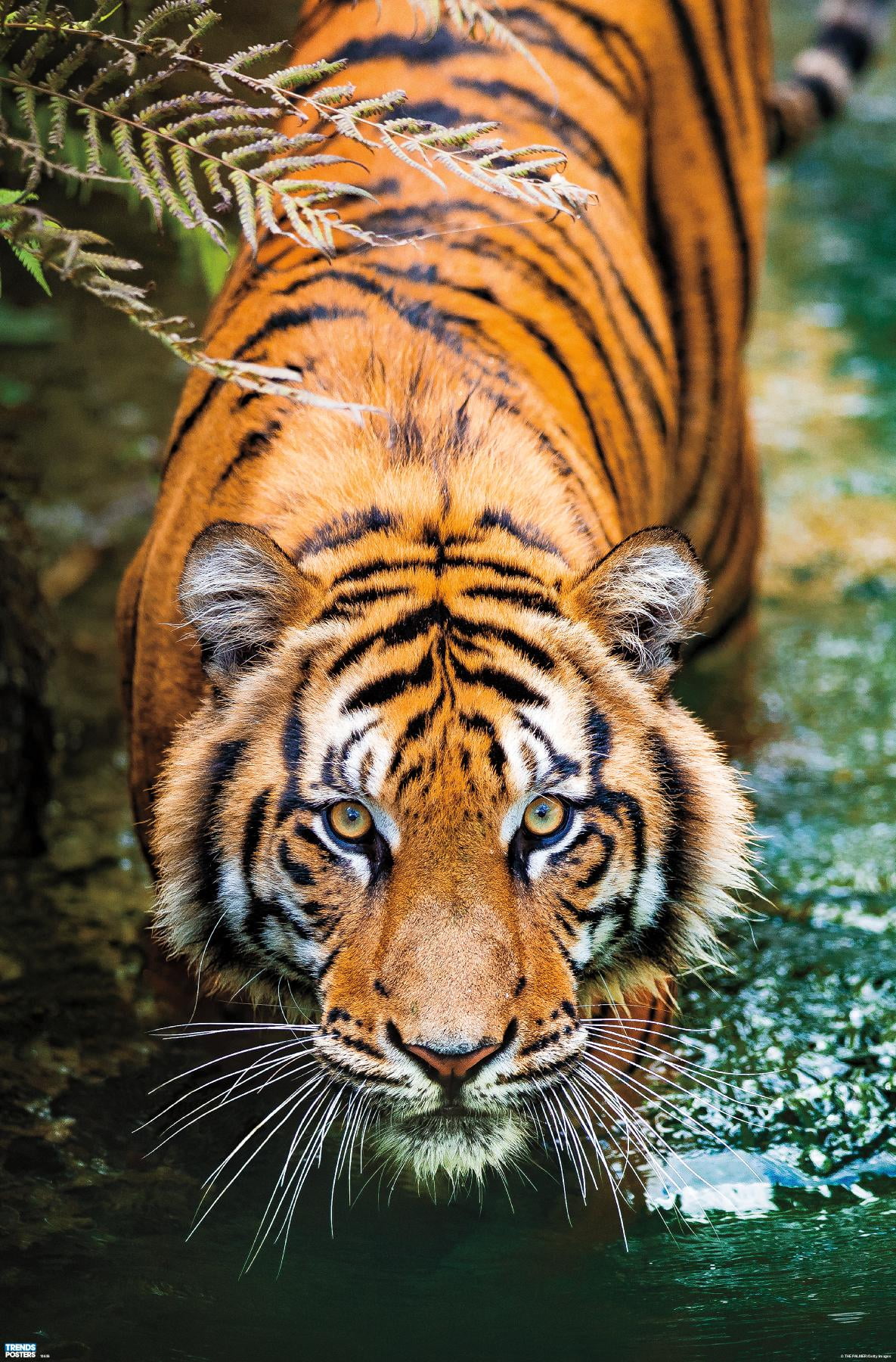 Tiger - Water Poster - Walmart.com - Walmart.com