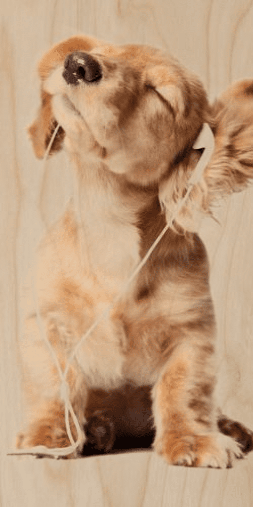 Puppy Listening To Music