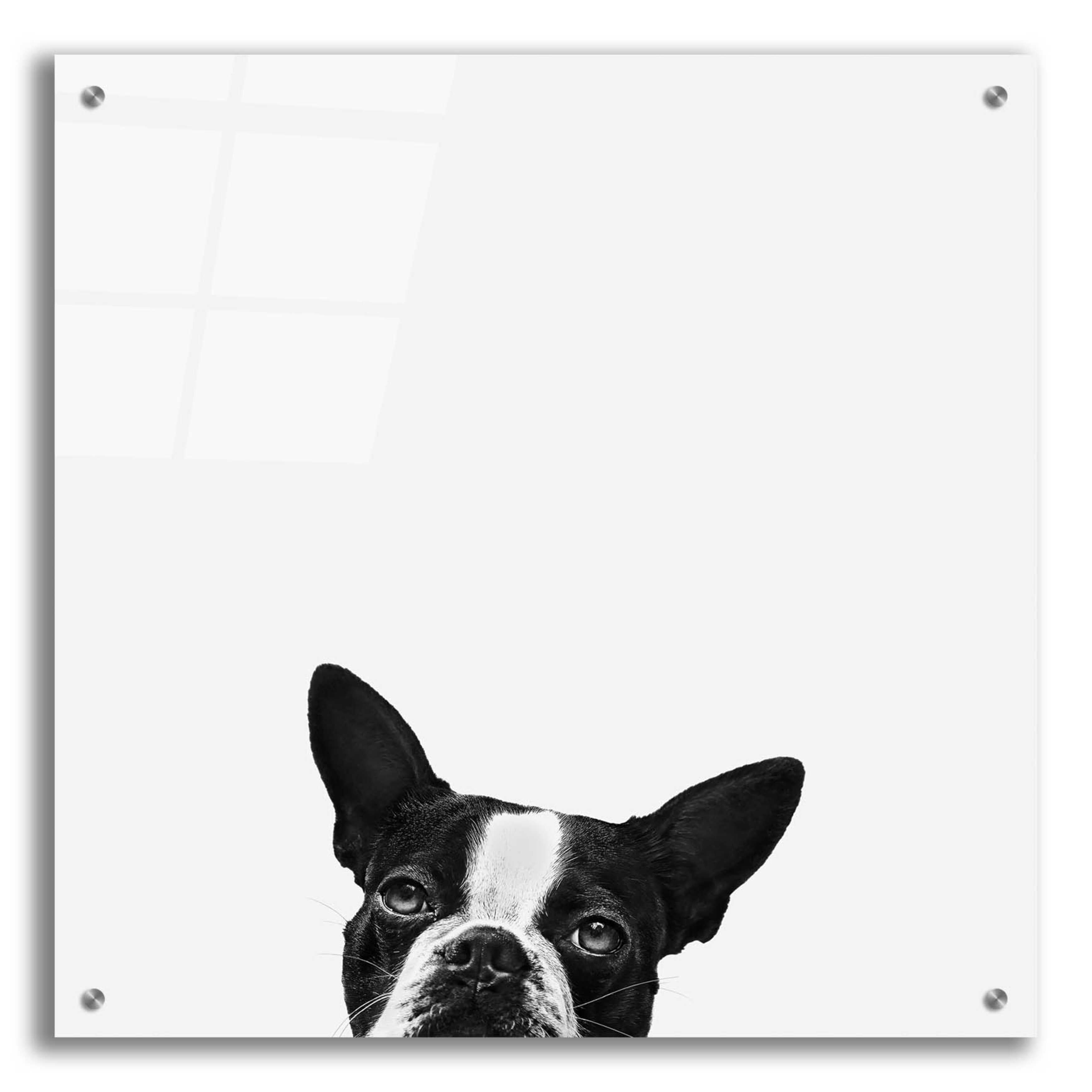 Epic Art 'Loyalty' by Jon Bertelli Acrylic Glass Wall Art, 24"x24 ...