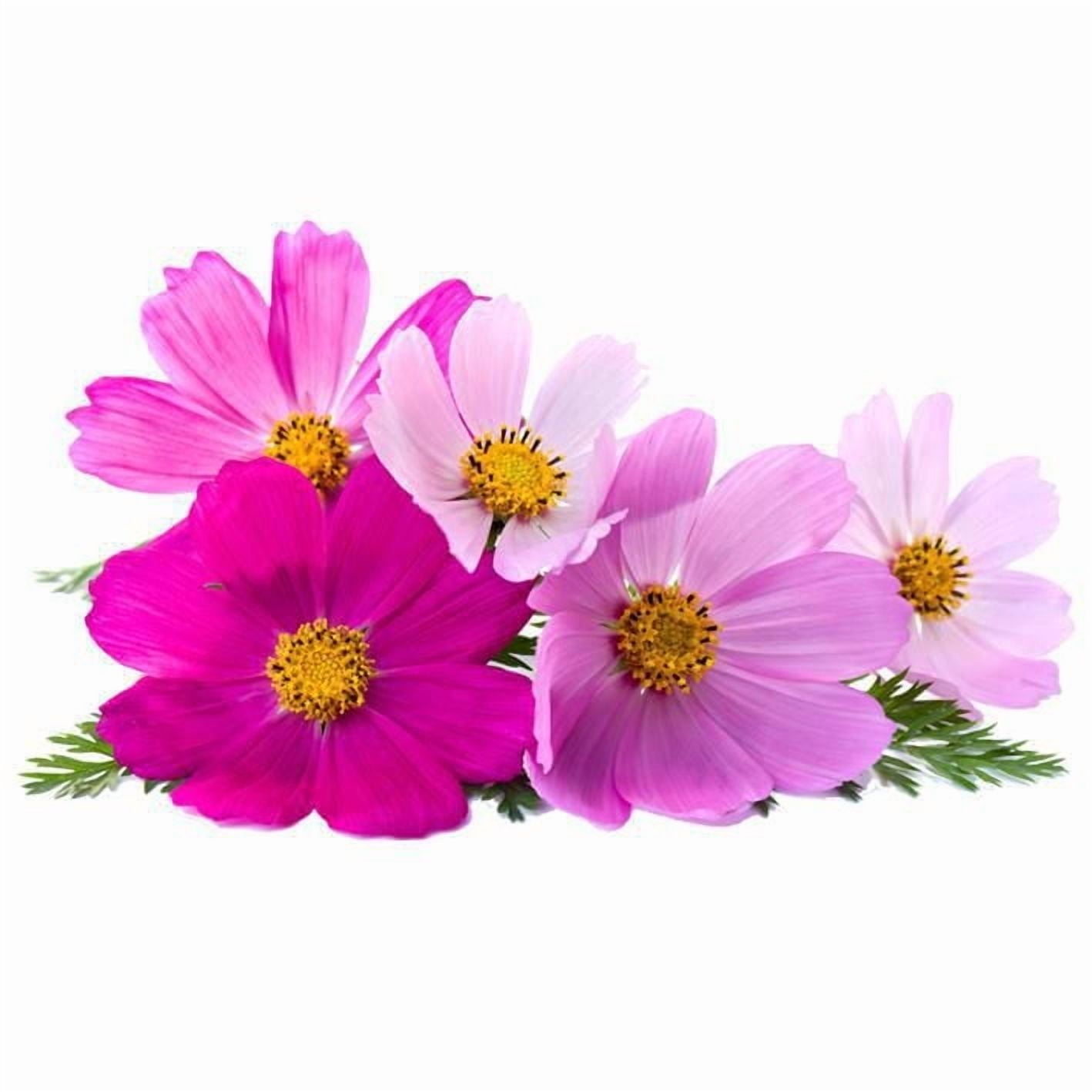 Click here for Seeds Are Easy-Cosmos prices