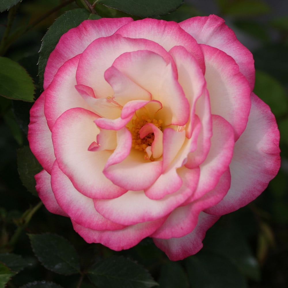 Own-Root One Gallon Handel Climbing Rose by Heirloom Roses - Walmart.com