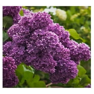 1 gal. Pinky Promise Snowberry (Symphoricarpos) Live Shrub, Gumball ...