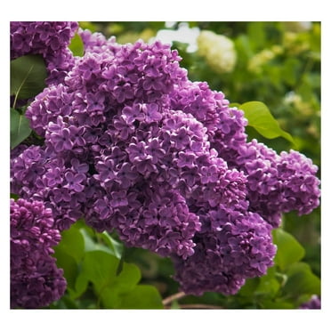 1 gal. Pinky Promise Snowberry (Symphoricarpos) Live Shrub, Gumball ...