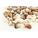 Bulk 1 Lb (1200+) Tiny Indian Ocean Shells Mix Mini Shells 1/4 ...