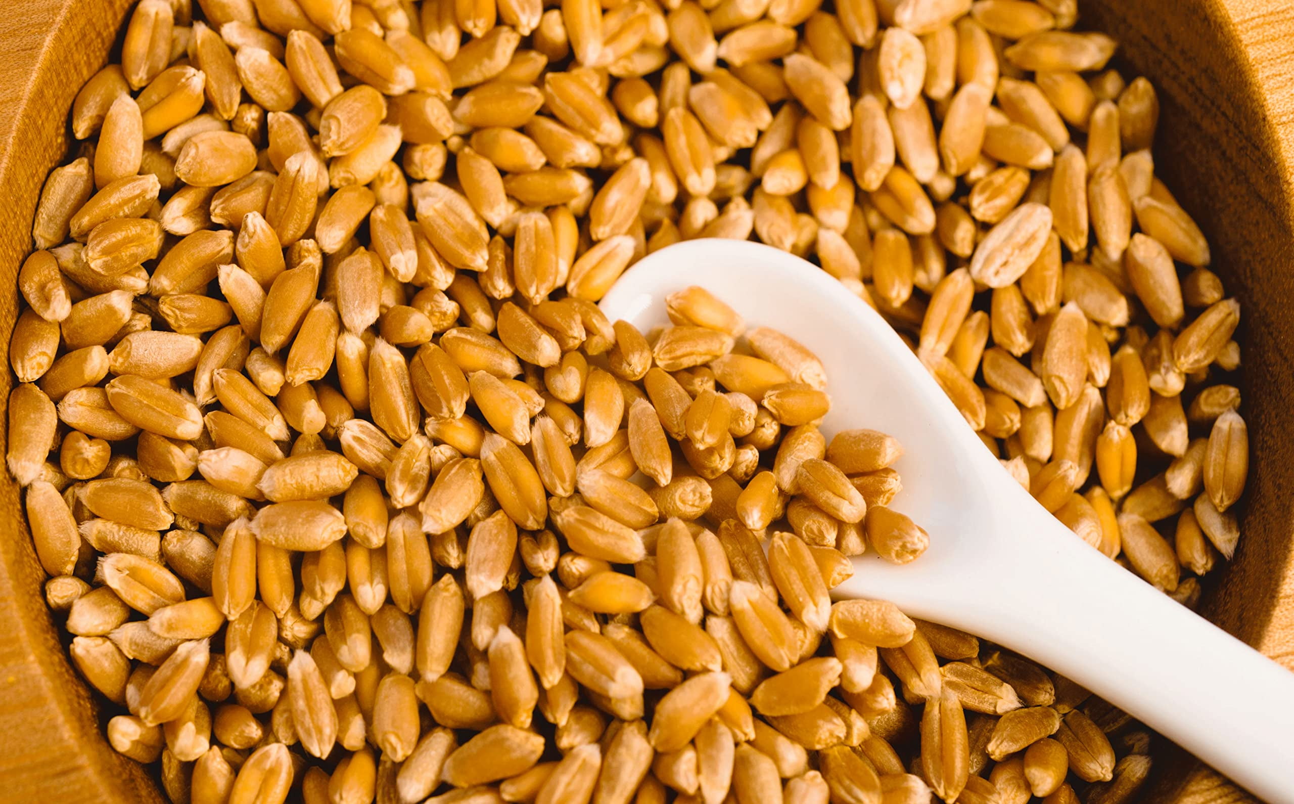 Wheat Berries - 25 Pounds - Farm Fresh Hard Red Winter Wheat Berries ...