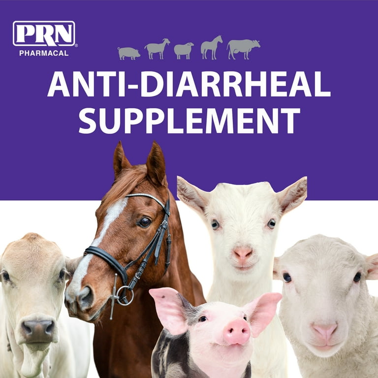 Ruminant Animals List