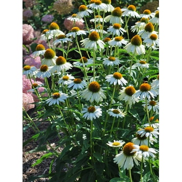 Filigree Hosta Dormant Bare Root Perennial Plant, 1-Pack - Walmart.com