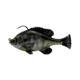 Savage Gear Pulse Tail Bluegill 4" RTF Vivid Gill, 1oz, Moderate Sink ...