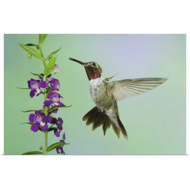 Great BIG Canvas | "Broad-tailed Hummingbird" Art Print - 36x24 ...