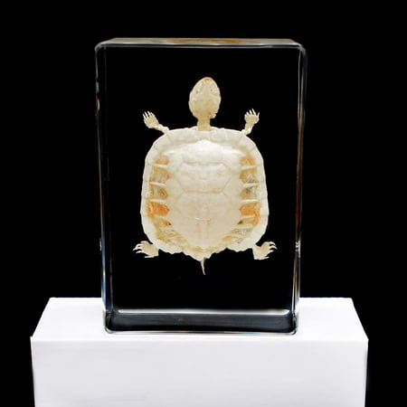 Real Turtle Skeleton Specimen in Acrylic Block Paperweights Science ...
