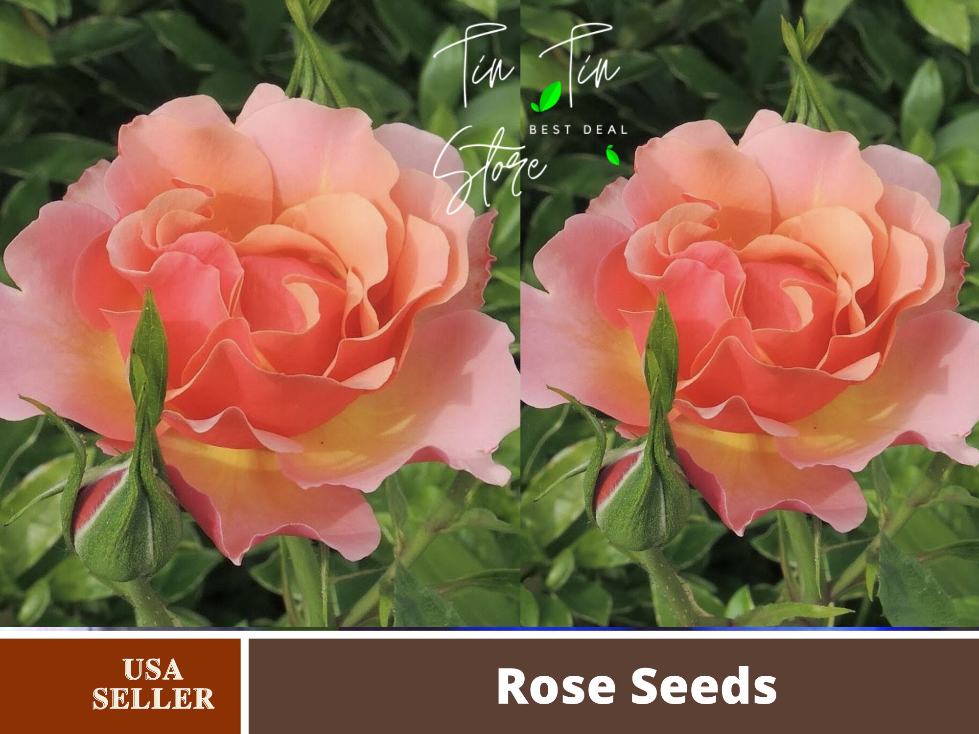 30 Rare Seeds| Gogrgeous Crazy Love Rose Bush Flower Seeds - Orange ...