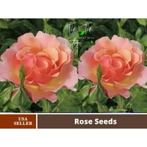 30+ Seeds| Purple Tiger Rose Perennial Flower Seeds#1080 |BUY 4 GET 1 ...