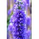 50 Mixed Colors VERONICA SIGHTSEEING MIXTURE (Spike Speedwell) Veronica ...