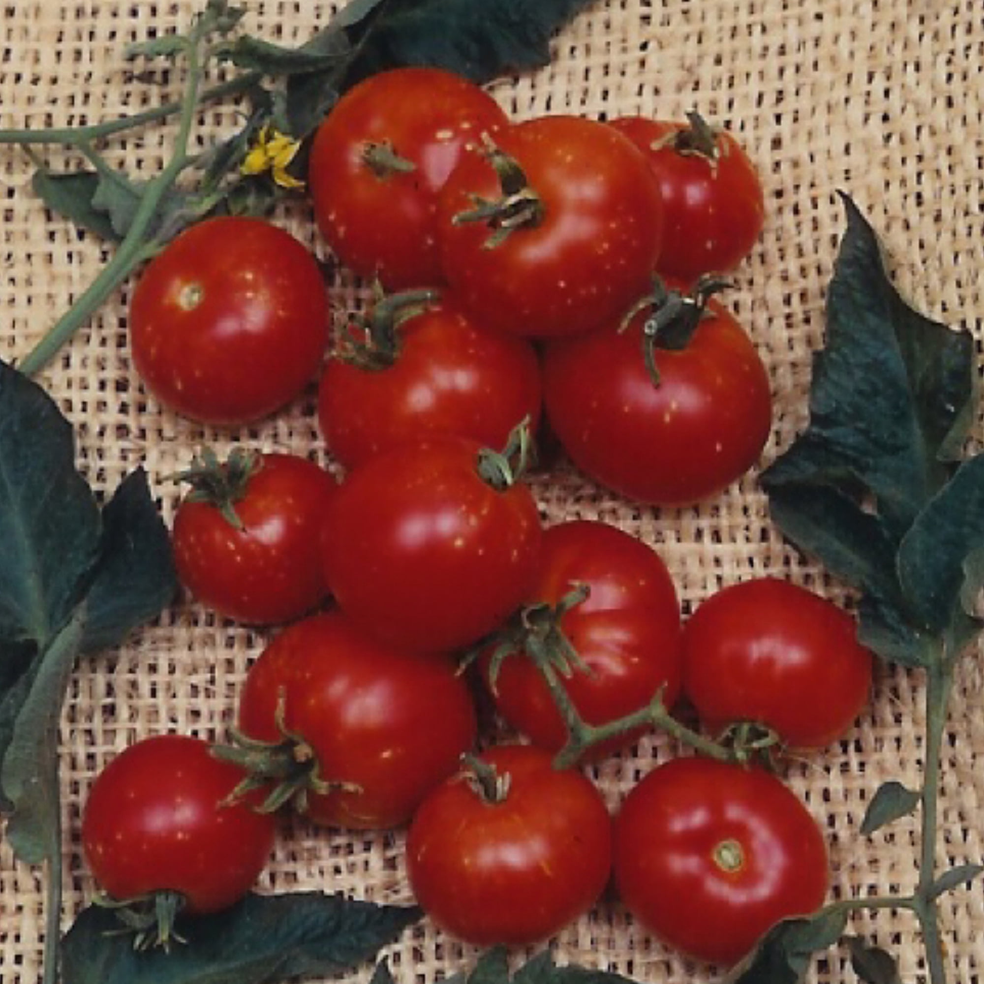 Organic Stupice Tomato Seeds - 300 Mg Packet ~84 Seeds - Non-GMO ...