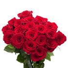 Blue Fairy Roses - 50 cm - Fresh Cut Flowers - 50 Stems - by ...