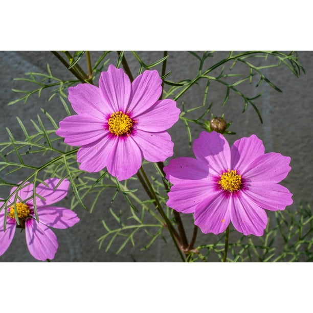 300 DWARF PINK COSMOS Cosmos Bipinnatus Flower Seeds - Walmart.ca