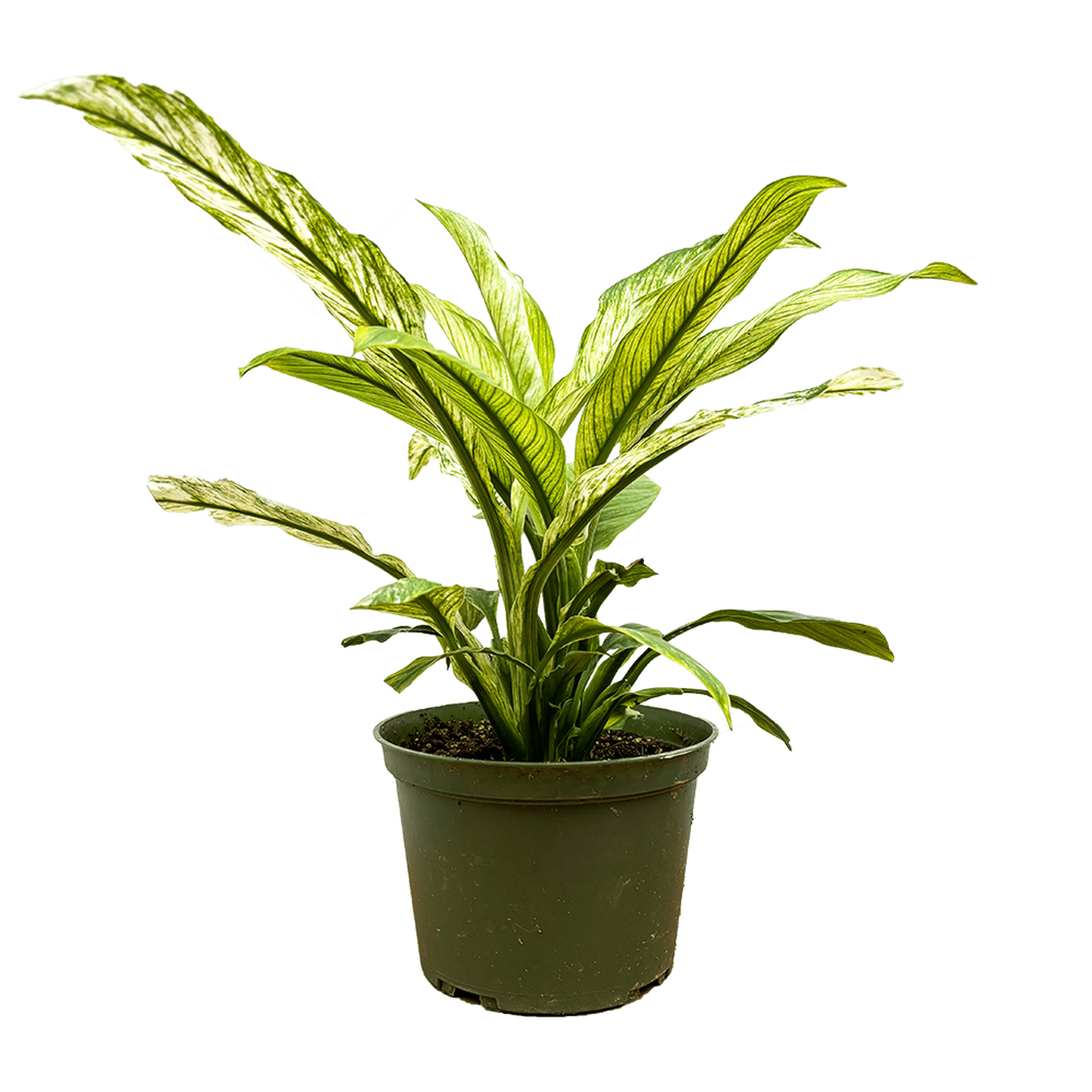 Click here for Plantsome Spathiphyllum Variegated Peace Lily (M)... prices