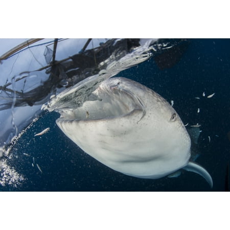 Close-up view of a whale shark breaching the surface, gulping water ...