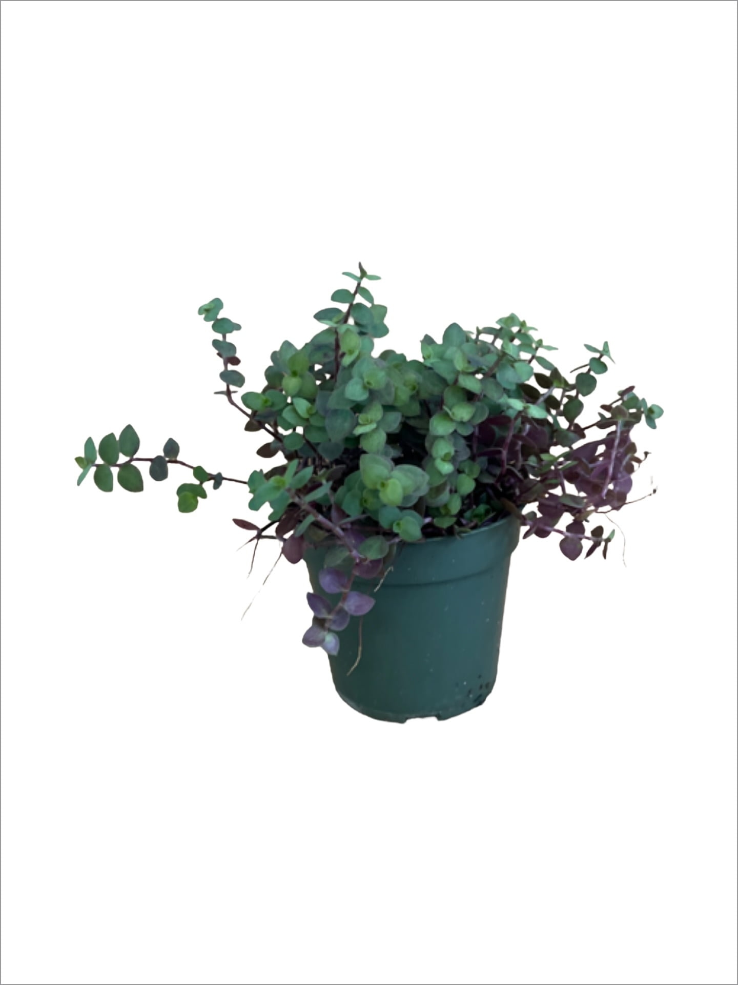 Succulents & Such- Bolivian Jewel /Inch Plant, 4" Pot Size, Moderate ...