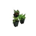 2.5 inch Next Generation Live Annual Sunpatiens® Compact Purple Candy ...