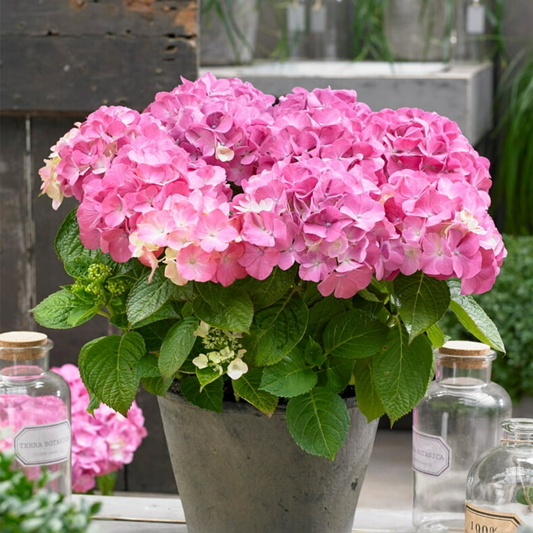 Pink Hydrangea