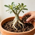 Adenium Obesum for Planting-(Non-Artificial)-Simple to Cultivate Fast ...