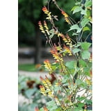 10 FIRECRACKER VINE Flower Mina Lobata Exotic Love Spanish Flag Ipomoea ...