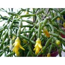 Alien Ice Plant - Delosperma lehmannii - 2.5" Pot - A Real Cool ...