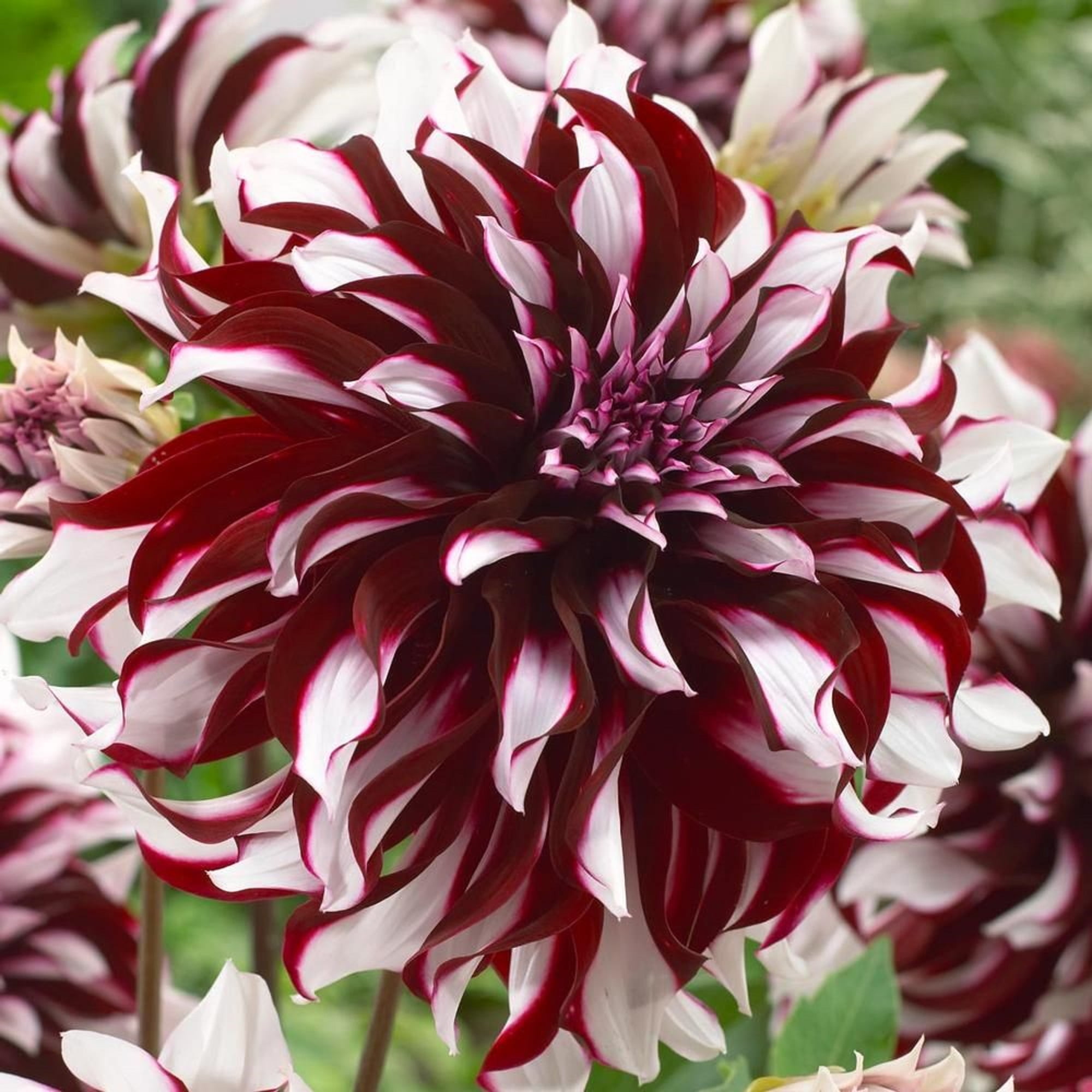 Tartan Decorative Dinner Plate Dahlia - 2 Bulb Clumps - White & Maroon ...