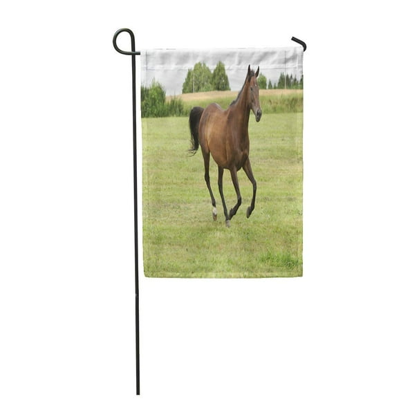 Horse Training Flag