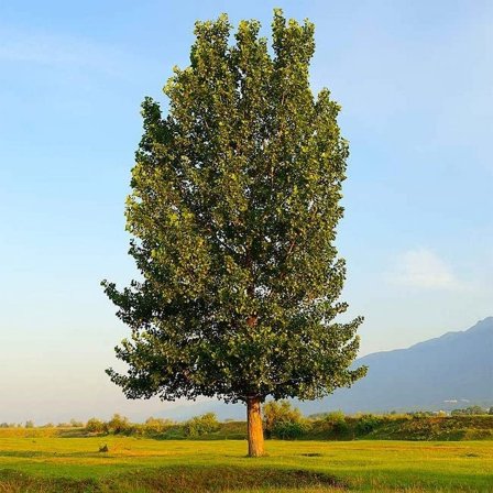 Tulip Poplar Dormant Bare Root Starter Shade Tree (1-Pack) - Walmart.com