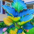 Elephant ear Planting-Beautiful Garden Decoration-Simple to Grow-Garden ...