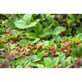 100 Seeds VESCA BARON STRAWBERRY Solemacher Berry Fragari Fruit Seeds ...