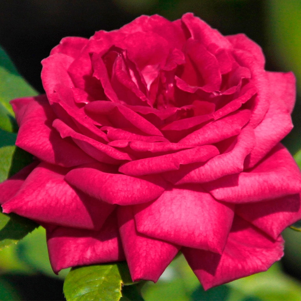 Heirloom Roses - Dupuy Jamain Hybrid Perpetuals Rose Bush - Walmart.com