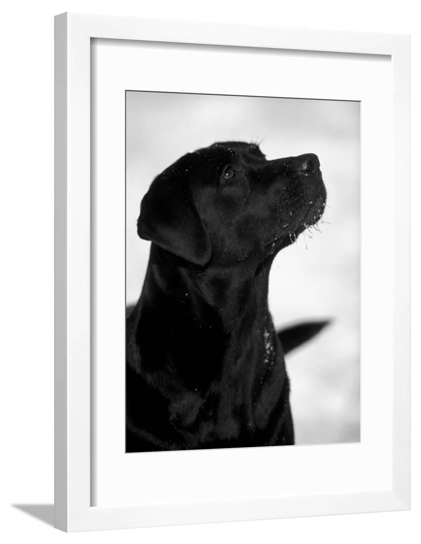Black Labrador Retriever Looking Up Framed Print Wall Art by Adriano ...