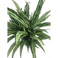 Cutlass Chinese Evergreen Plant - Aglaonema - Low Light - 4" Pot ...
