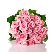 Heirloom Roses Fragrant Rose Bush - Bride Hybrid Tea Rose Plant ...