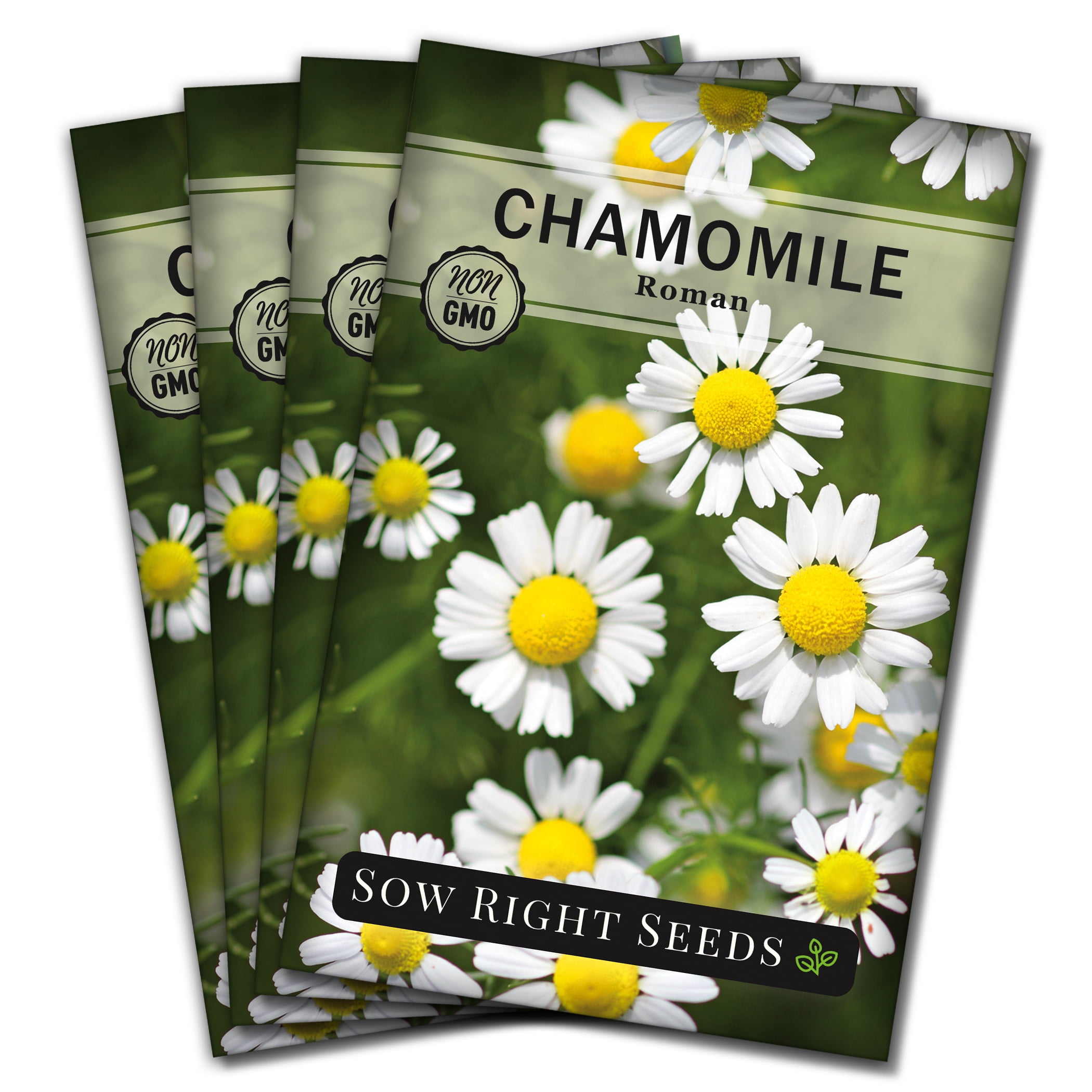 Roman Chamomile Seeds for Planting - Non GMO Heirloom Varieties for ...
