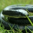 Realistic Rubber Black Snake Toy That Look Real Prank Fake Black Mamba ...