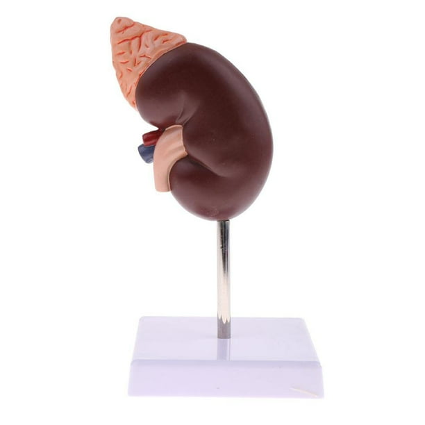 Human Kidney Model, Kidney Model Anatomy Unique Colors Intuitive ...