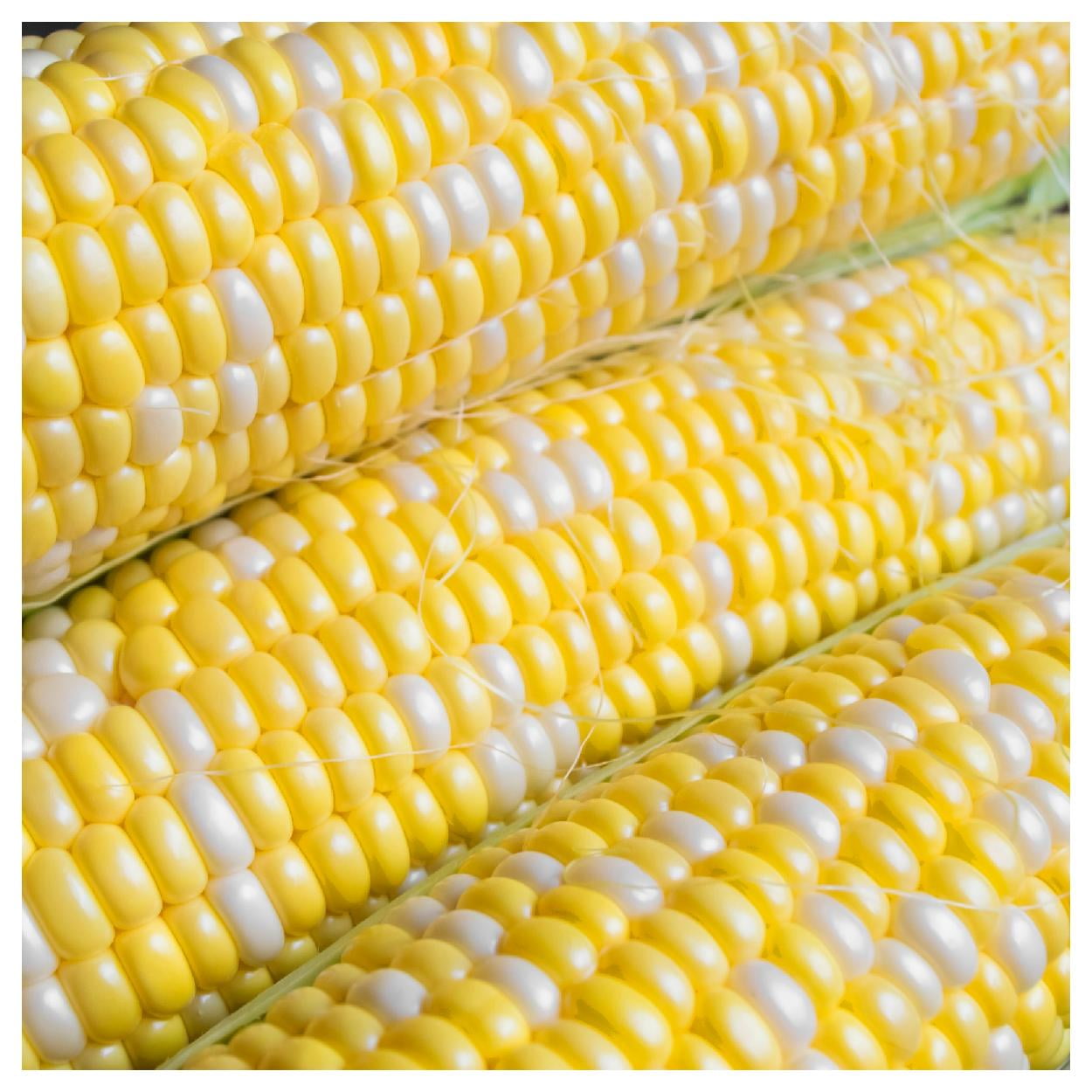 Everwilde Farms - 1 oz Delectable F1 Hybrid Bicolor Sweet Corn Seeds ...
