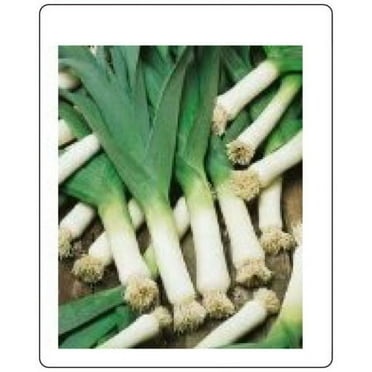 800 Garden Seeds - American Flag Leek (Large Leek) Allium Porrum ...