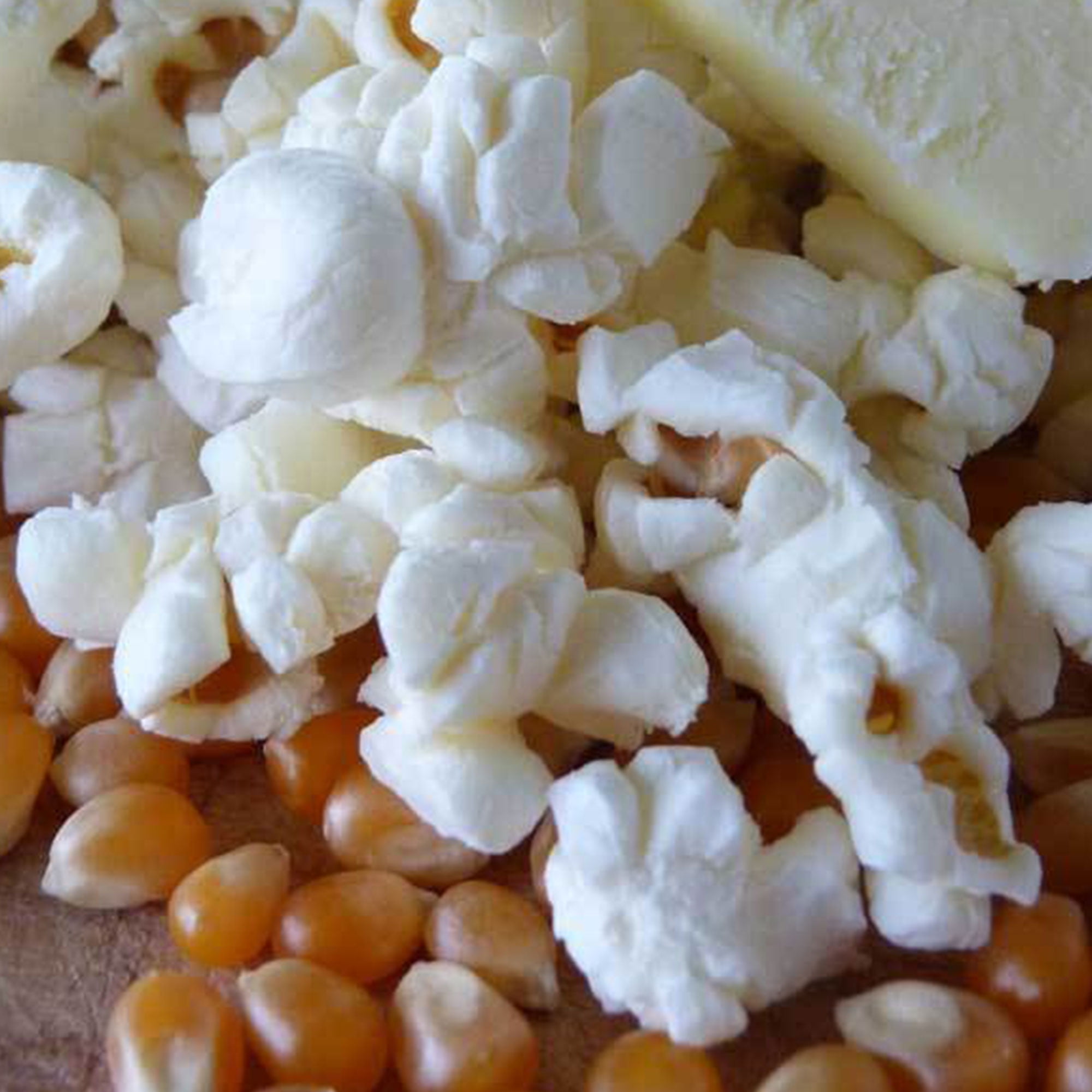 Dynamite Popcorn Seeds - 1/2 OZ ~100 Seeds - Non-GMO, Open Pollinated ...