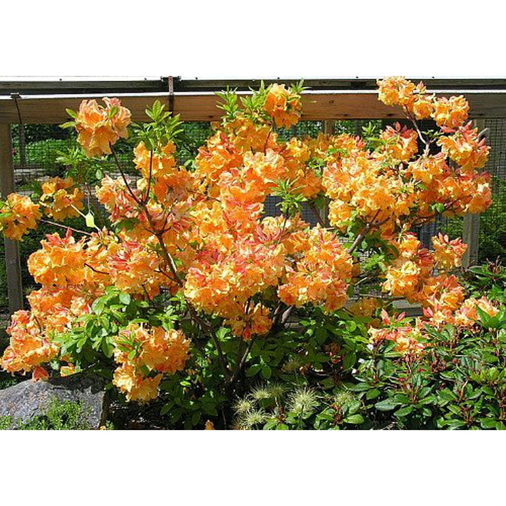 Deciduous Exbury Azalea Klondyke - Very Hardy - 2.5" Pot - Walmart.com ...