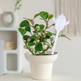 Clear Cactus Shape Automatic Watering Device, Pvc Self-Watering Spike ...